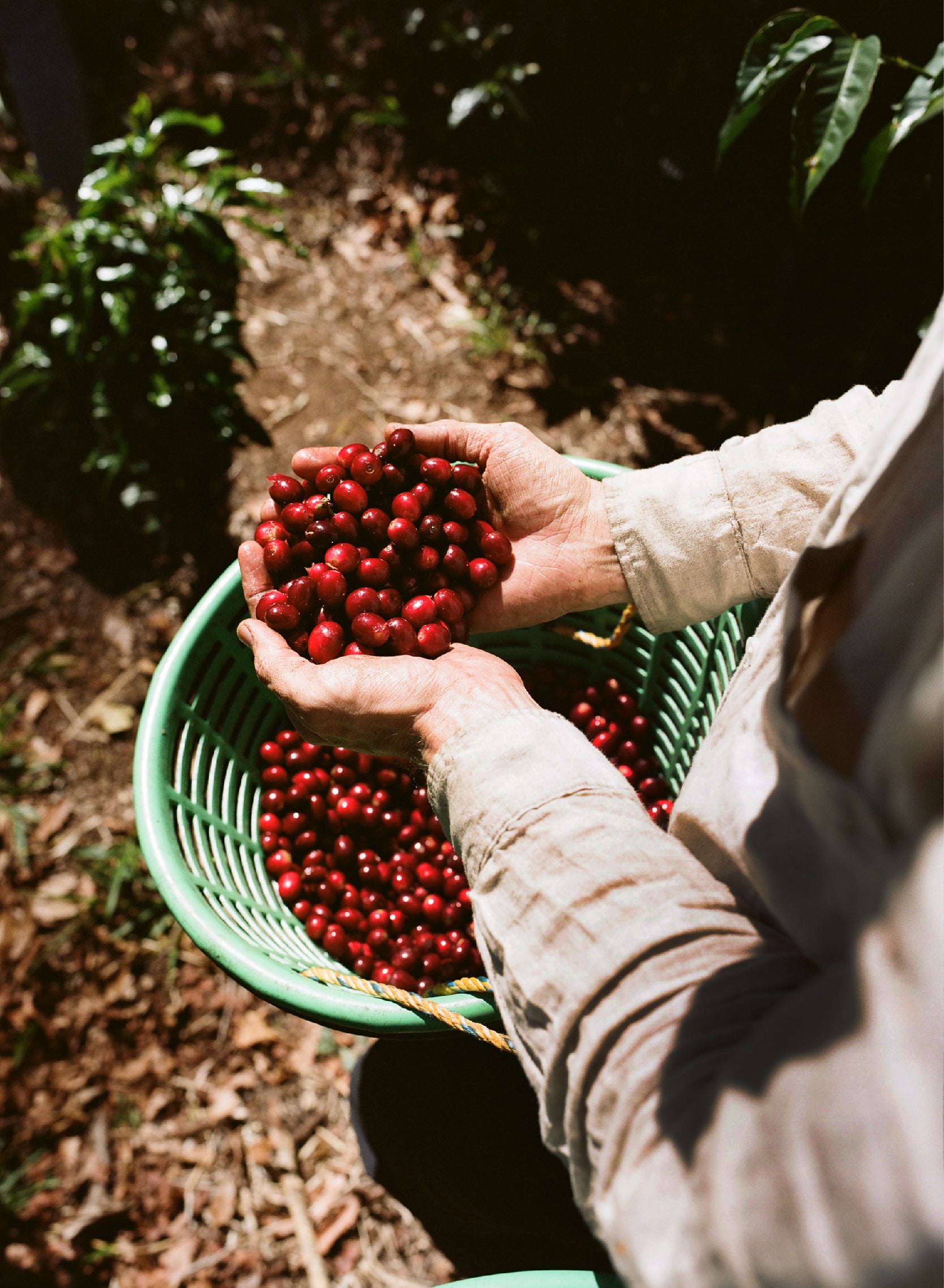 Our Coffee – MARU COFFEE